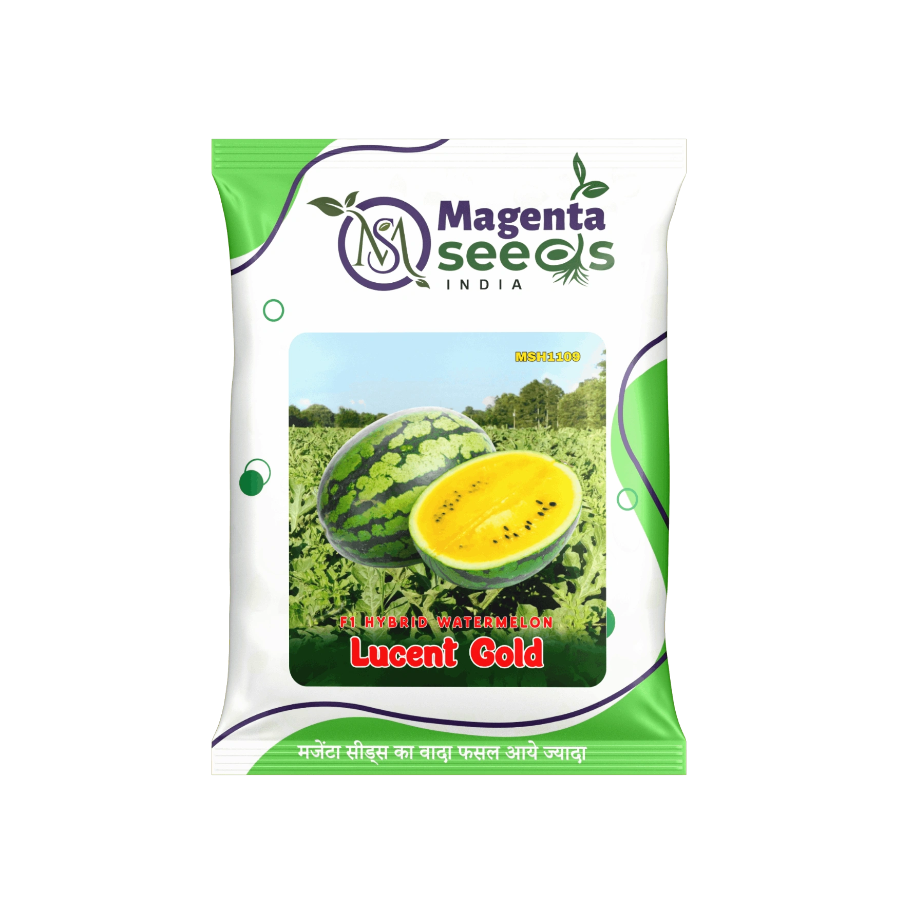 Lucent Gold Hybrid Watermelon** – हरा धारीदार, ओवल-राउंड आकार वाला पीले गूदे वाला हाई यील्ड ...