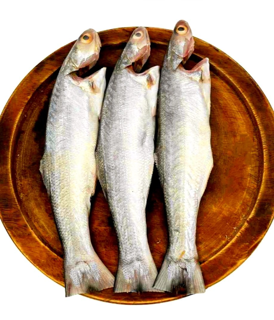 Gurjali Fish