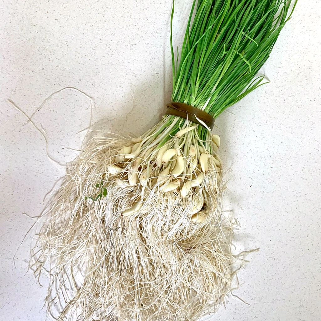 Green Garlic Bunch - Green Garlic - हरा लसूण (Hara Lasoon)