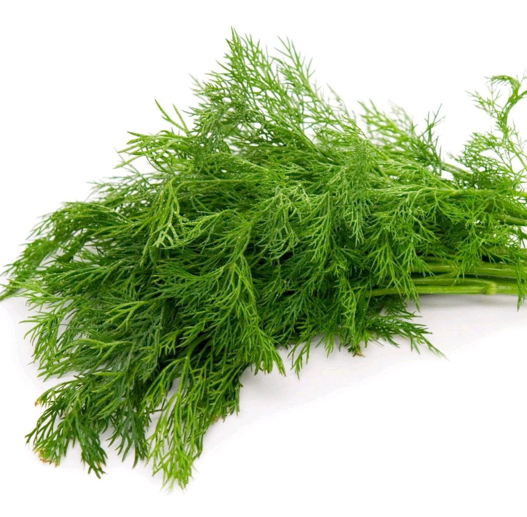 Buy Fresh Shepu (Dill Leaves) Online – Aromatic & Healthy | Kanges.in